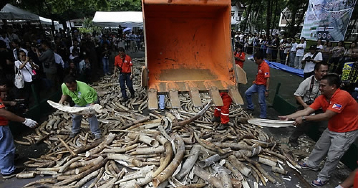 PHILIPPINES ELEPHANT TUSKS DESTRUCTION