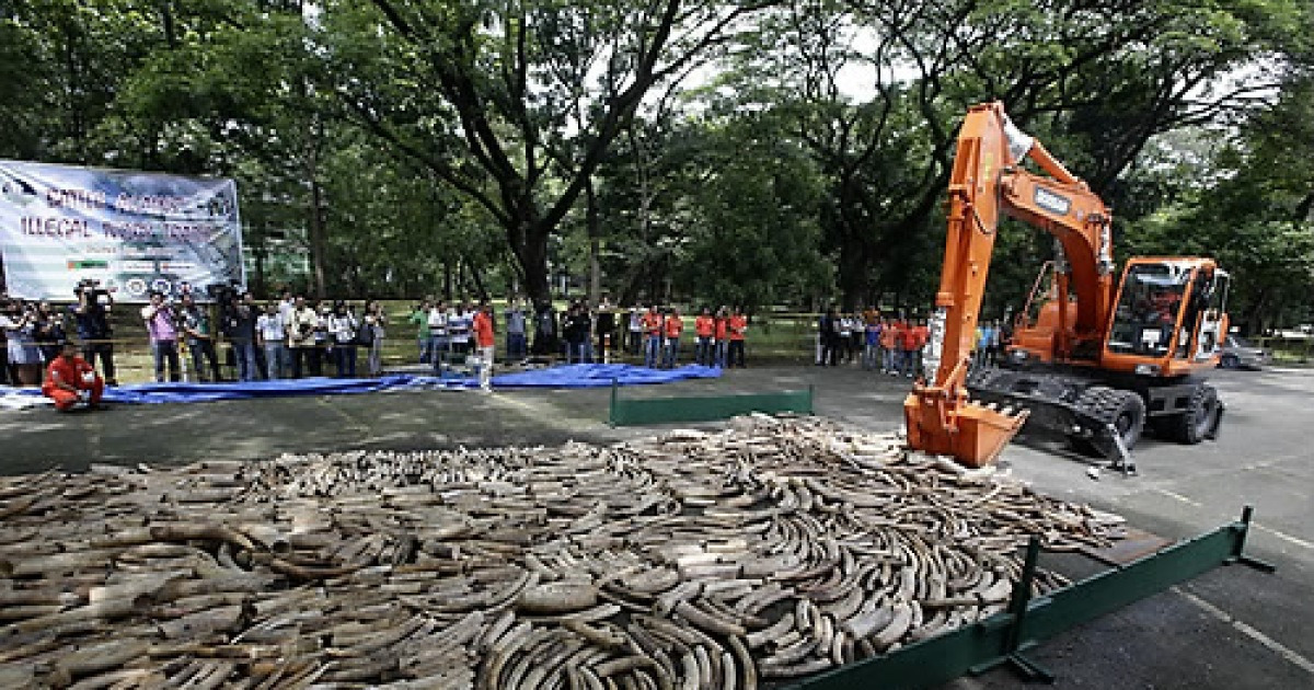 PHILIPPINES ELEPHANT TUSKS DESTRUCTION