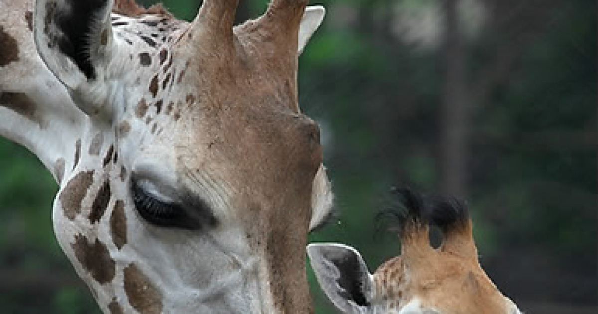 INDIA ZOO GIRAFFE