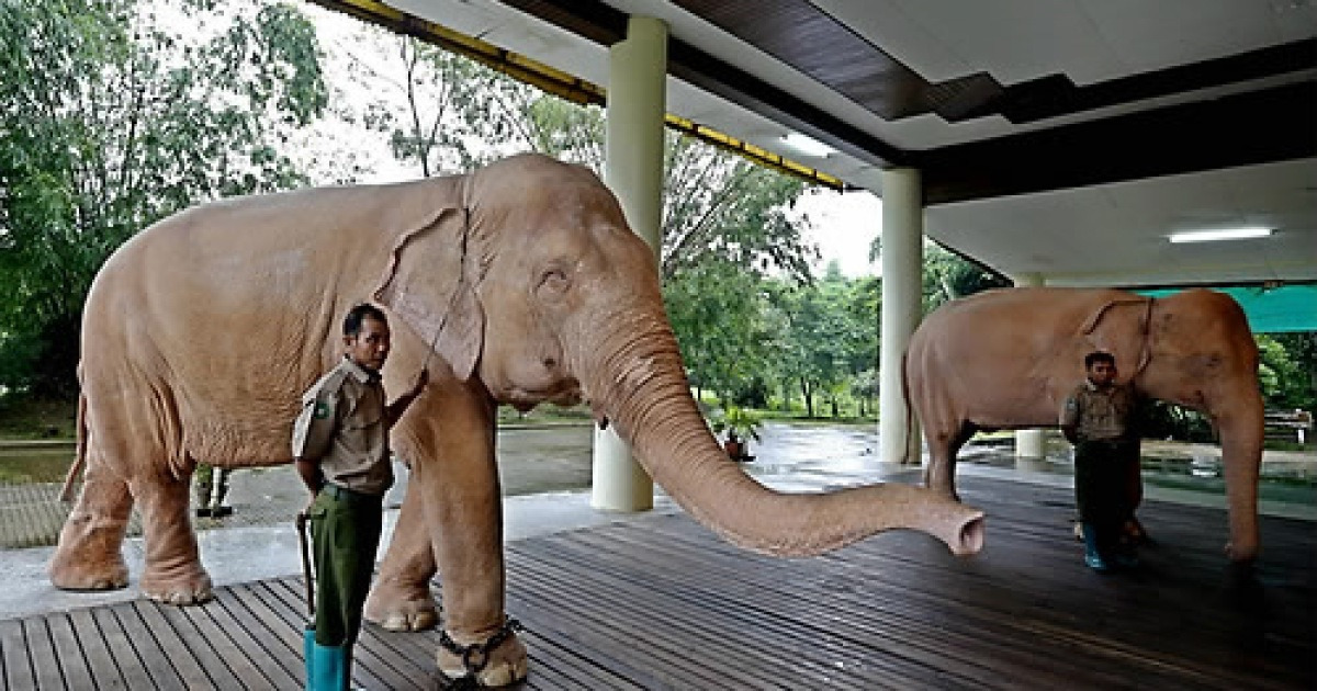 MYANMAR WHITE ELEPHANTS