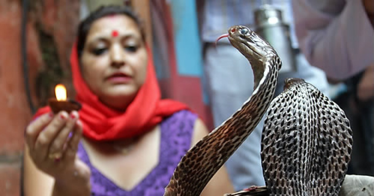 INDIA SNAKE FESTIVAL