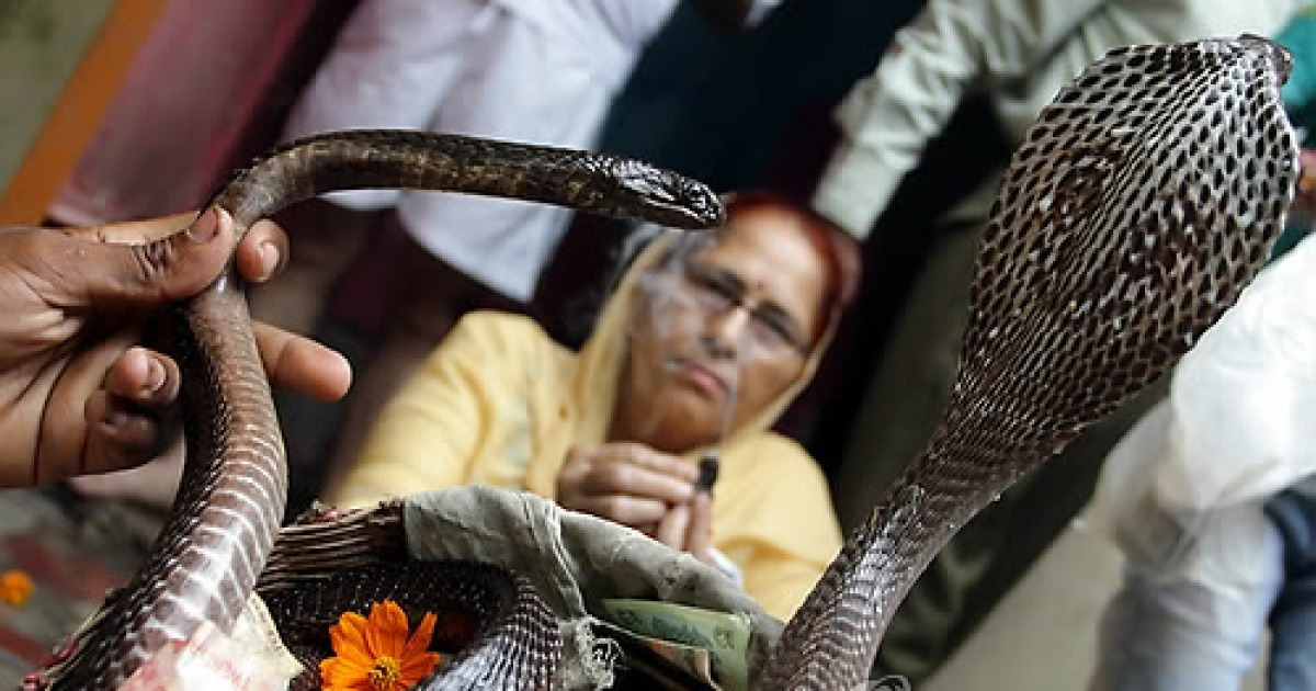 INDIA SNAKE FESTIVAL