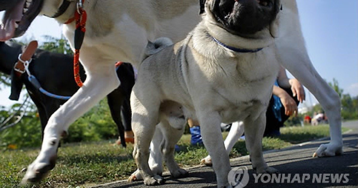 ROMANIA POLITICS STRAY DOGS EUTHANASIA LAW REACTIONS