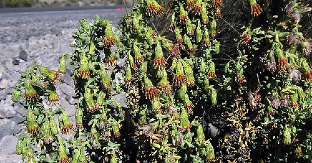 CHILE MEDICINE