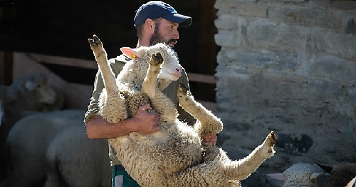 SWITZERLAND ANIMALS SHEEP