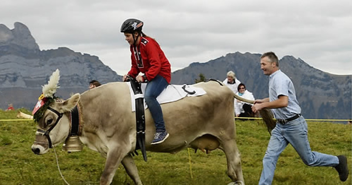 SWITZERLAND CURIOSITIES COW RACE
