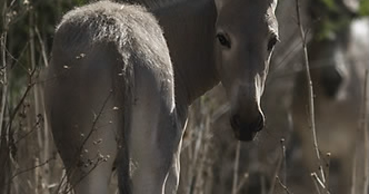 MIDEAST ISRAEL ANIMALS