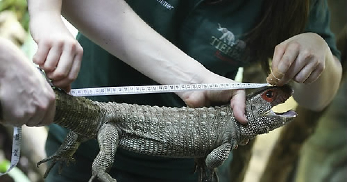 GERMANY ANIMALS ZOO INVENTORY