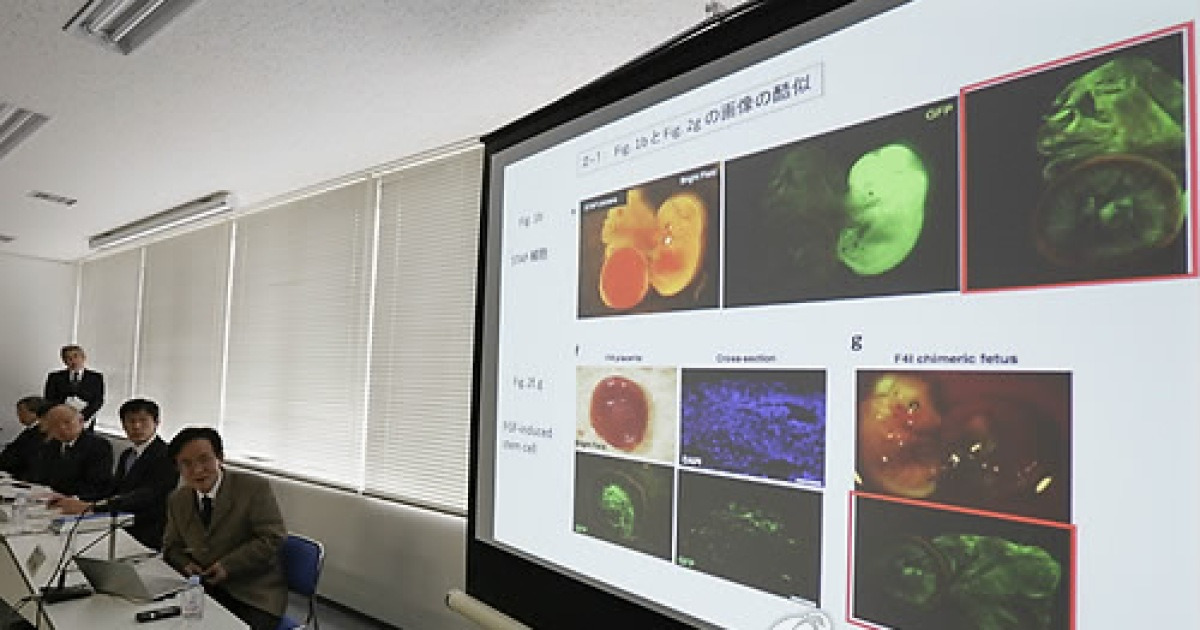 JAPAN RIKEN STEM CELLS