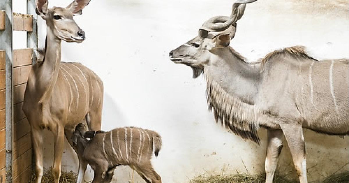 HUNGARY ANIMALS GREATER KUDU CALF