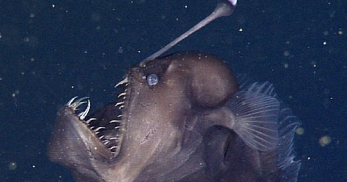 악마 닮은..카메라에 잡힌 '심해 아귀'