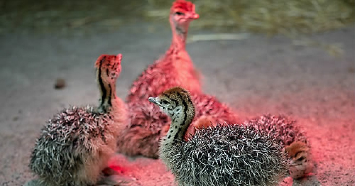 SWITZERLAND ANIMALS ZOO BASEL