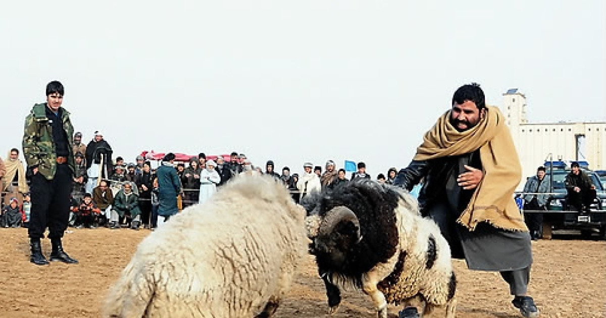 AFGHANISTAN RAM FIGHTING