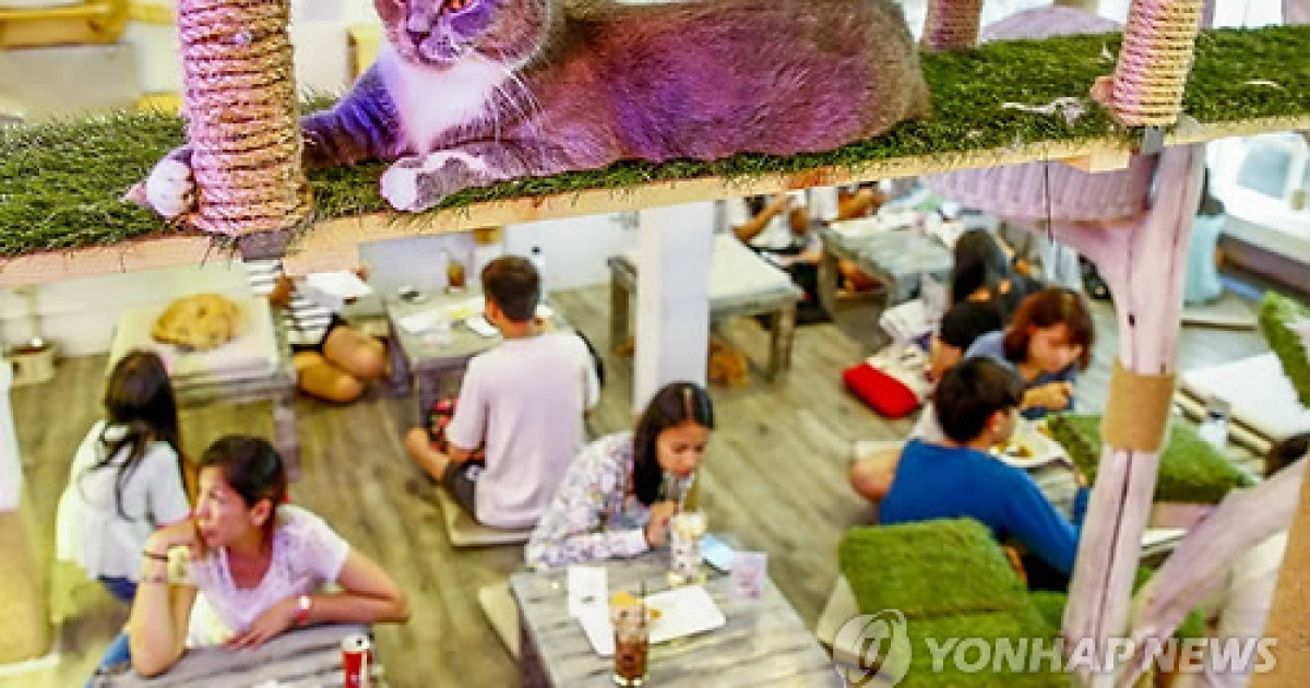 THAILAND CATURDAY CAT CAFE