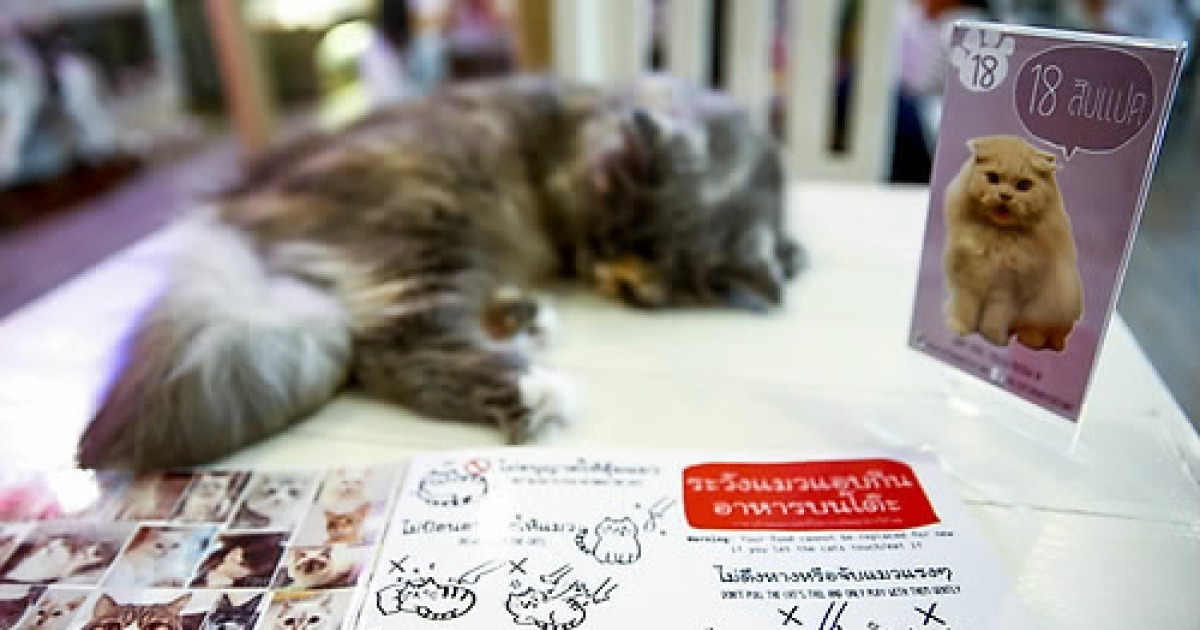 THAILAND CATURDAY CAT CAFE