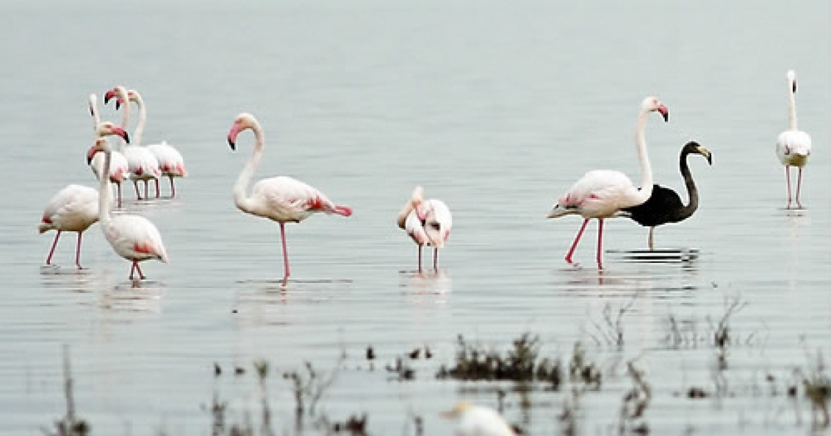 CYPRUS ANIMALS BLACK FLAMINGO