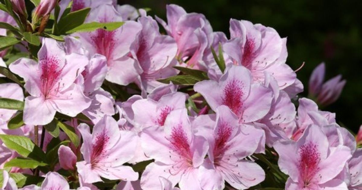 JAPAN NATURE AZALEAS