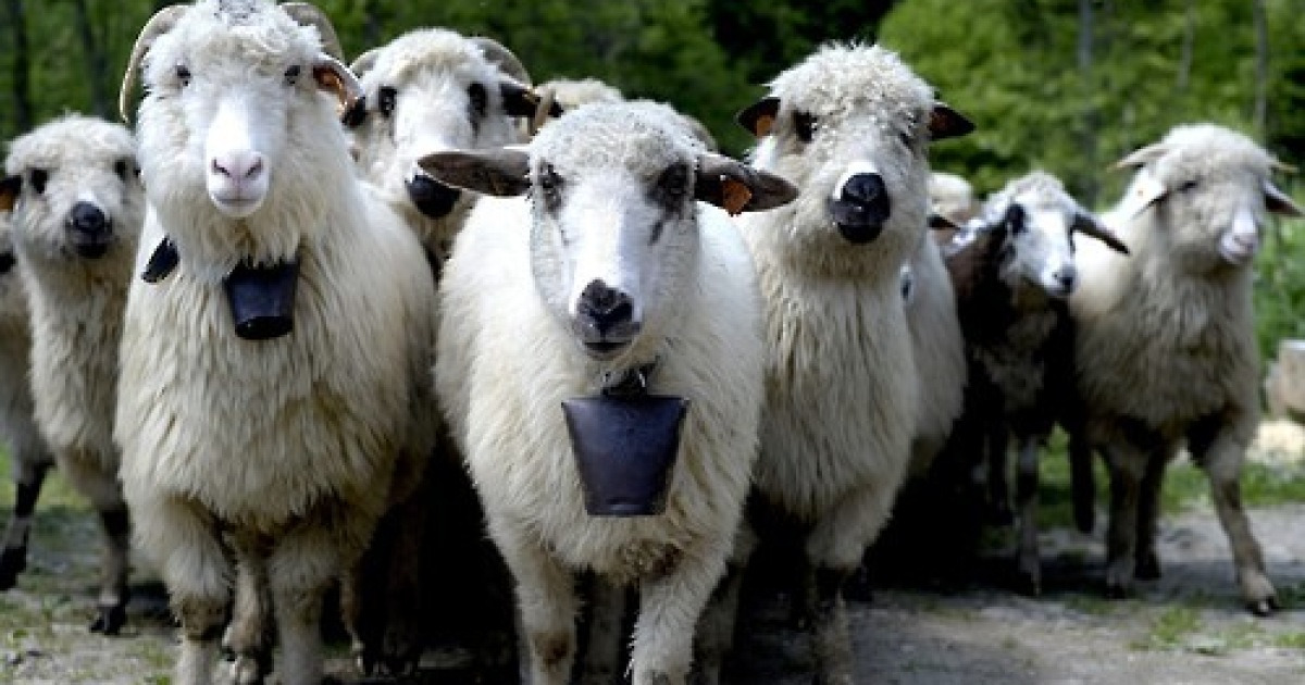 POLAND ANIMALS WEATHER