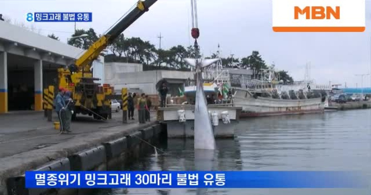 바다의 로또 밍크고래 30마리 불법 유통 78억 챙겨
