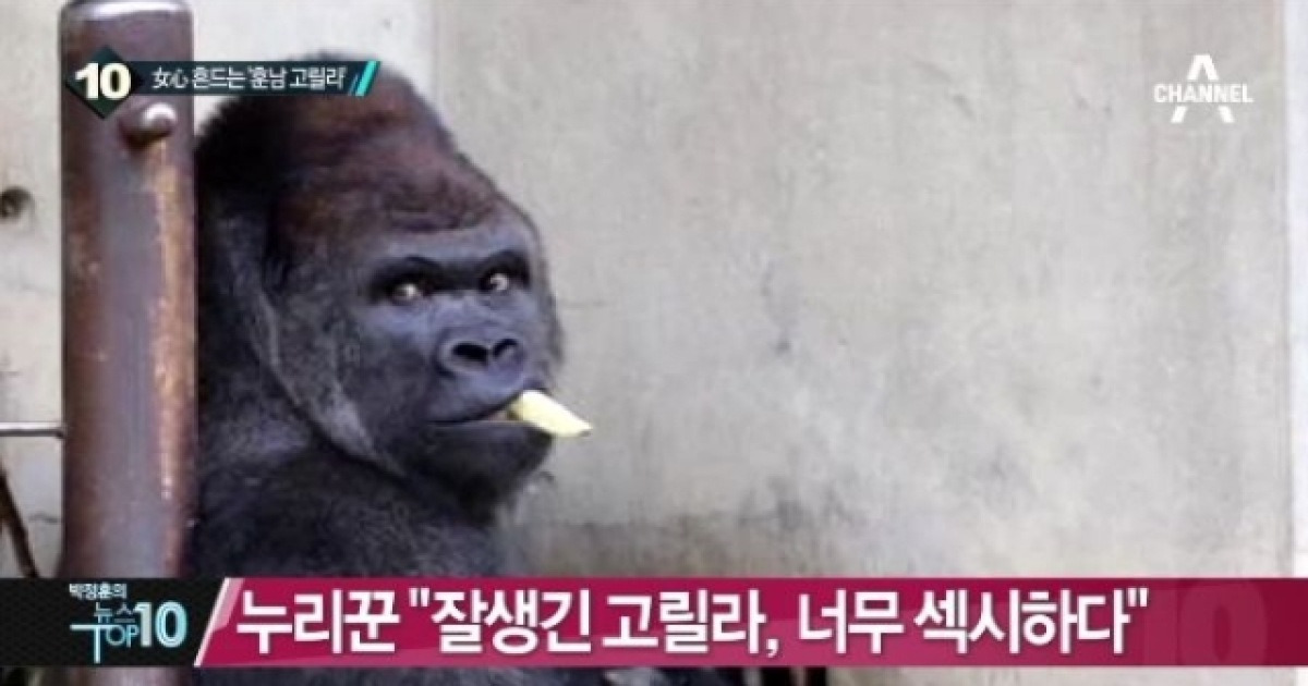 일본 열도 여심 흔드는 '잘생긴 고릴라'