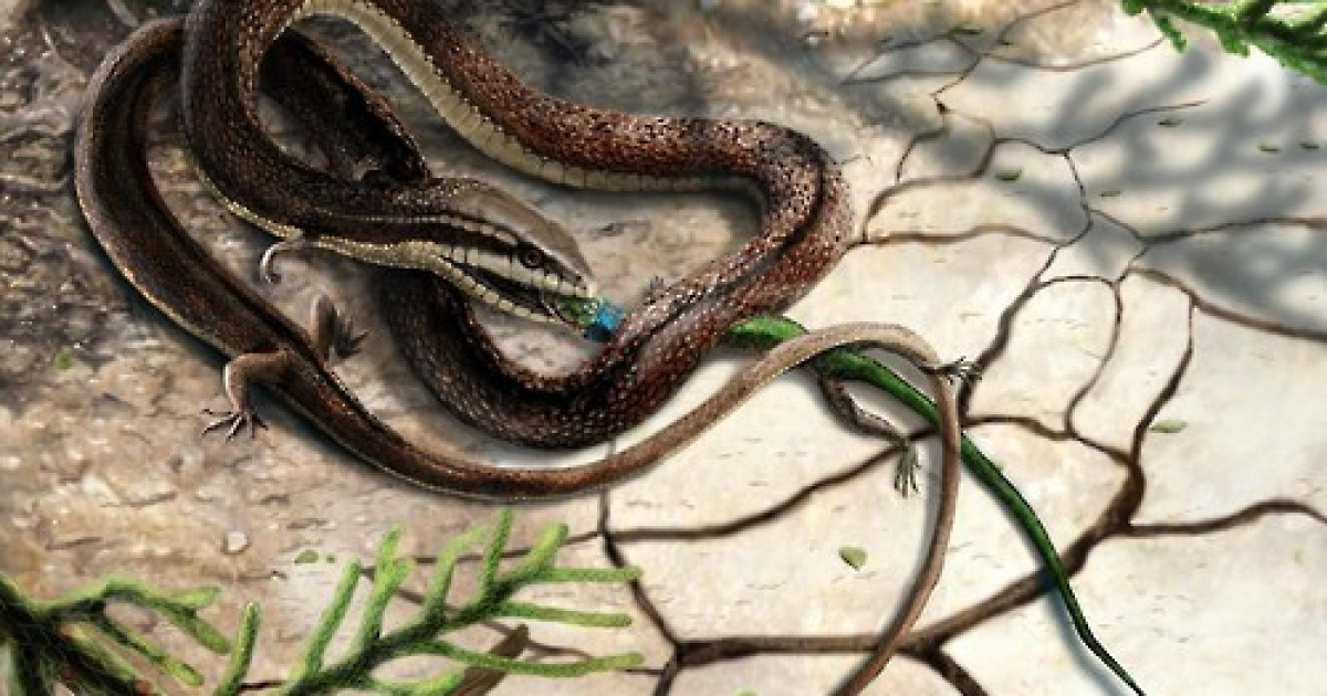 BRITAIN SCIENCE FOUR LEGGED SNAKE