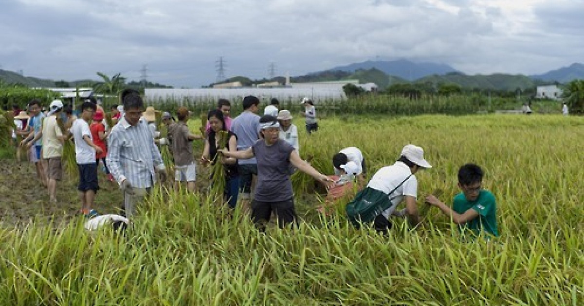 CHINA HONG KONG RICE HARVEST
