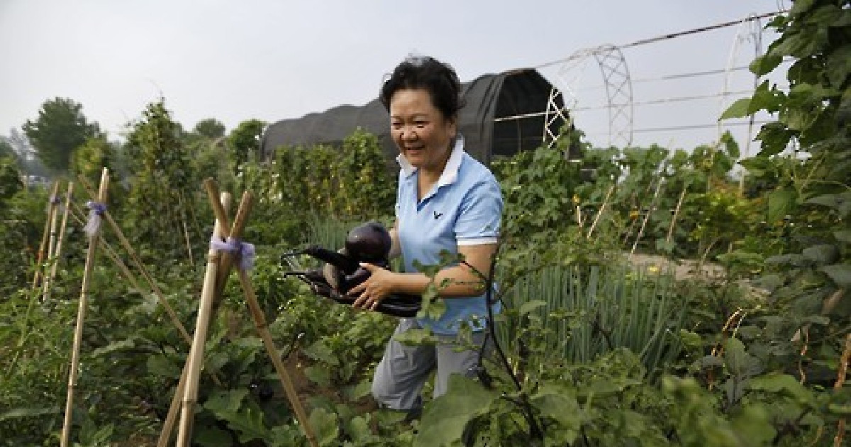 CHINA FEATURE PACKAGE FARM TOURISM