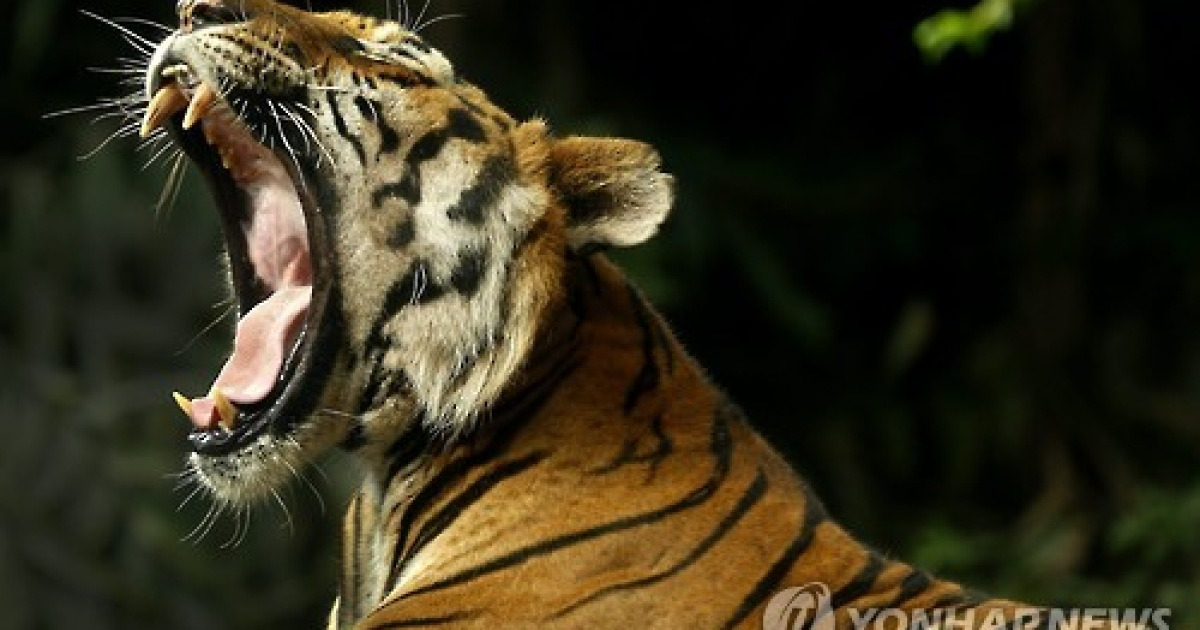 THAILAND ANIMALS INTERNATIONAL TIGER DAY