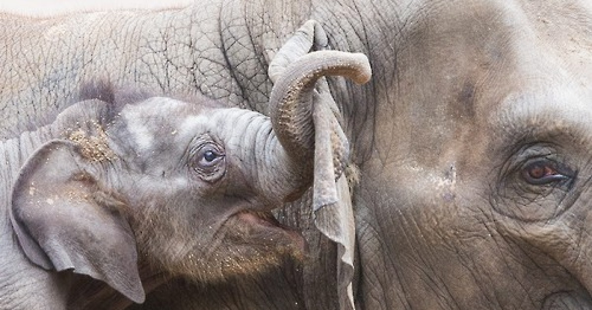 GERMANY WORLD ELEPHANT DAY