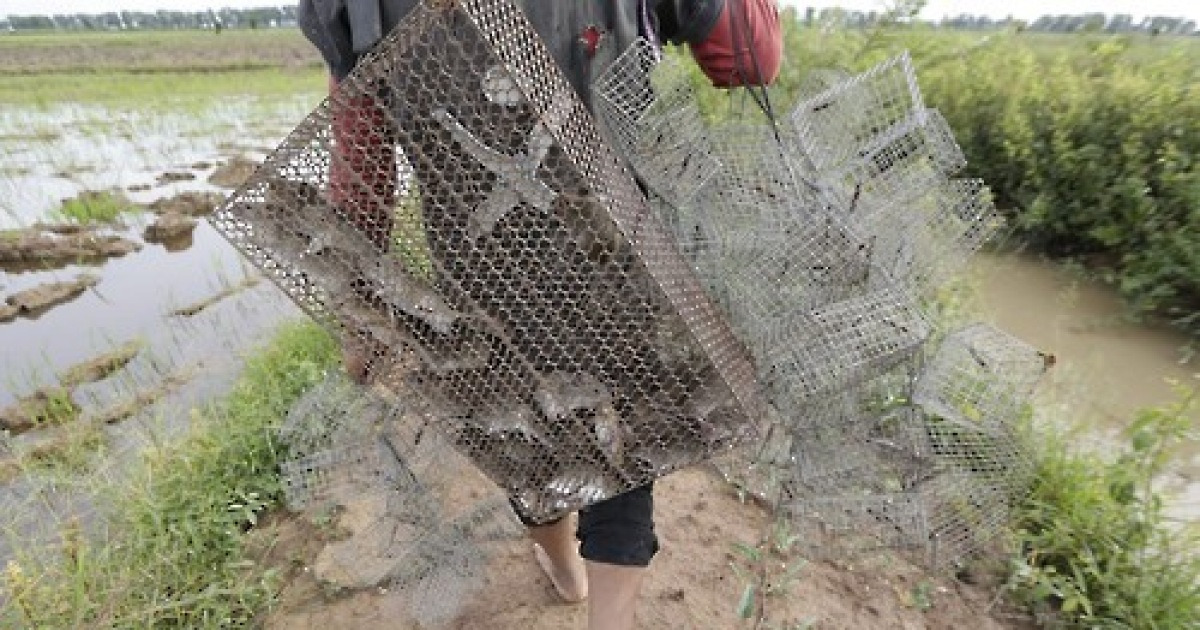 CAMBODIA AGRICULTURE RATS