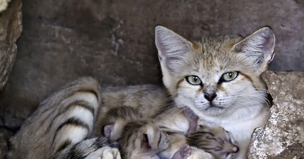 ISRAEL SWEDEN SAND CAT