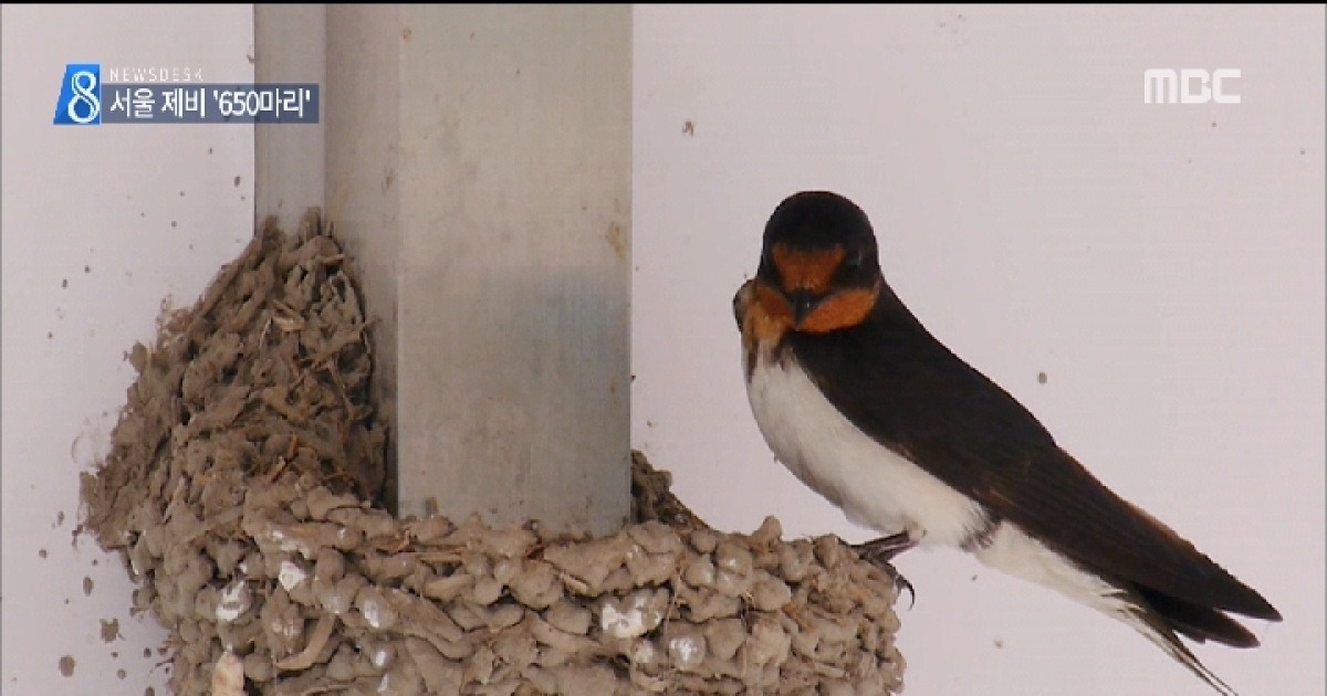 반가운 길조 '제비', 서울 도심에 650마리 산다