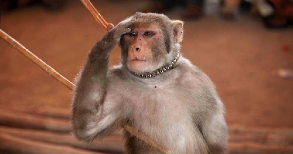 epaselect PAKISTAN ANIMALS