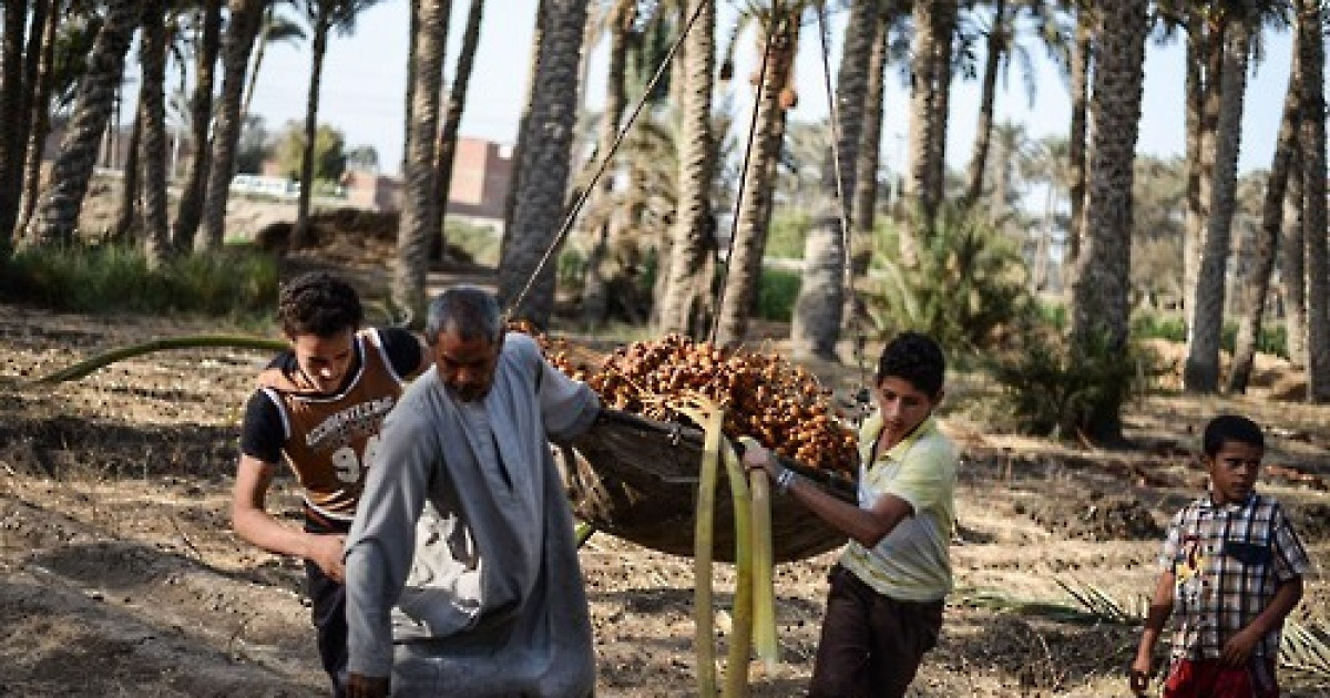 EGYPT DATES COLLECTING SEASON