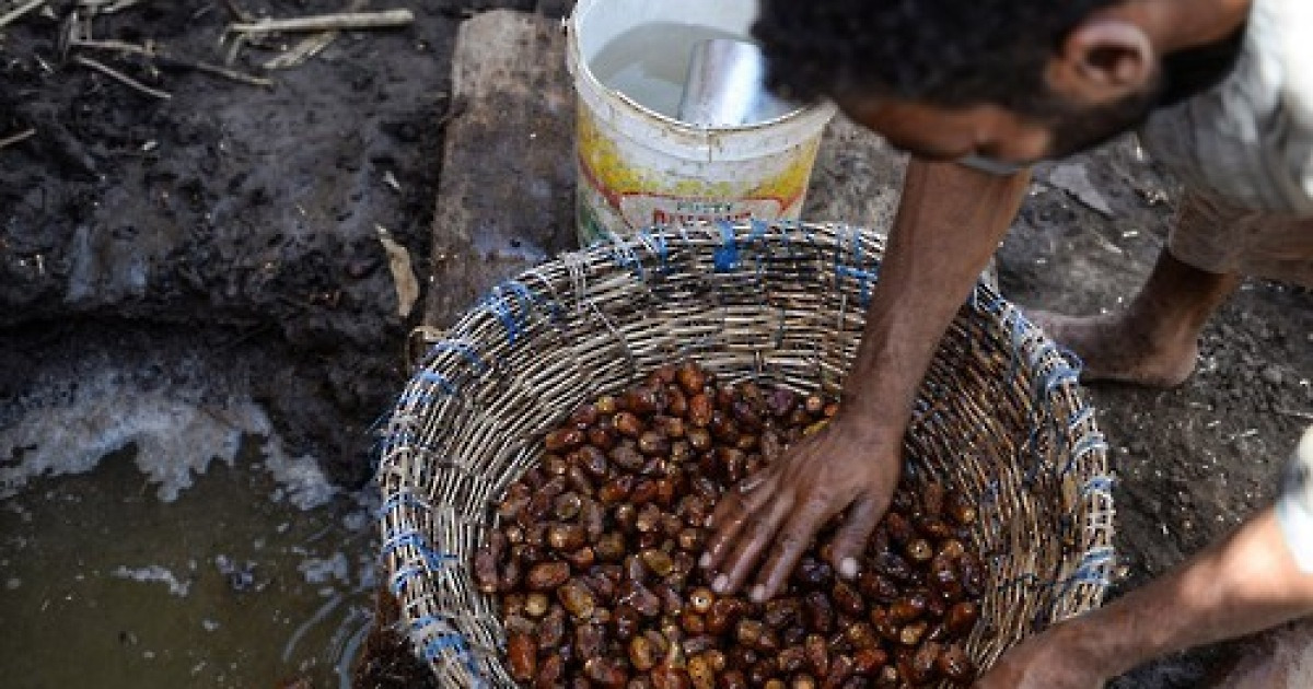 EGYPT DATES COLLECTING SEASON