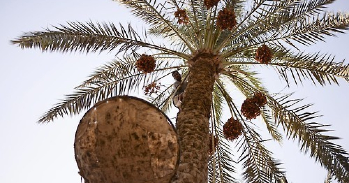 EGYPT DATES COLLECTING SEASON