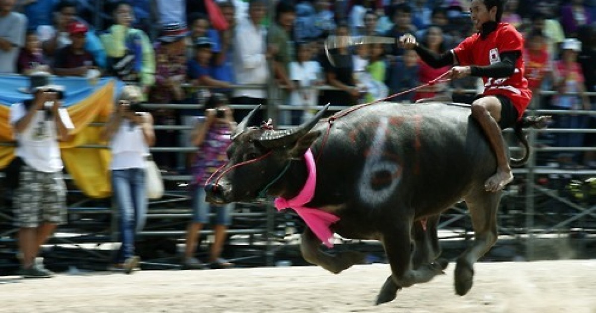 THAILAND CUSTOMS BUFFALO RACING FESTIVAL