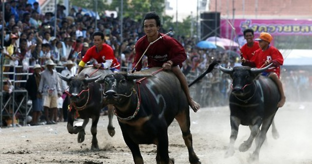 THAILAND CUSTOMS BUFFALO RACING FESTIVAL