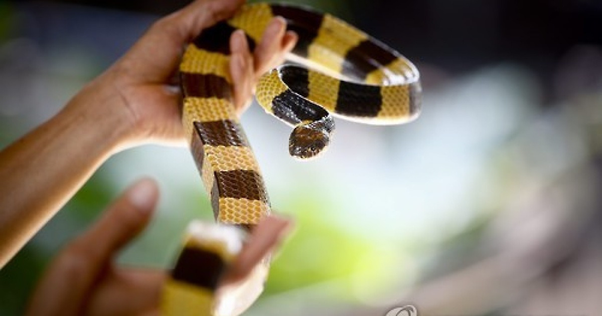 THAILAND ANIMALS SNAKE FARM