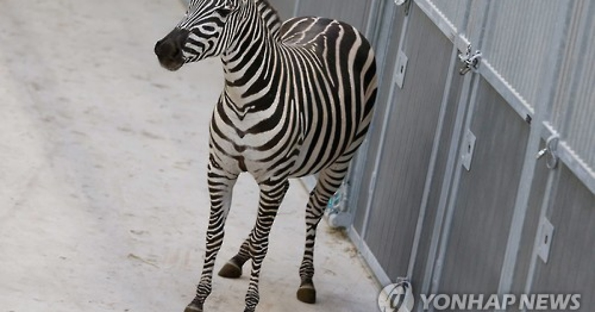 NETHERLANDS ANIMALS