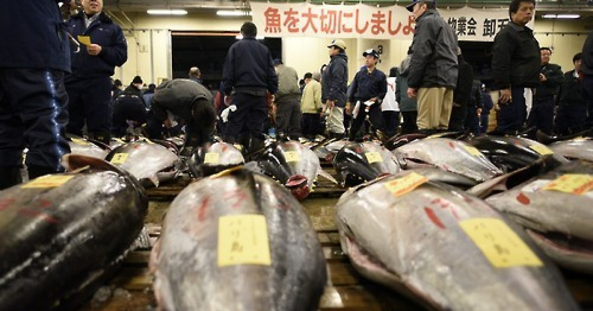 JAPAN TUNA AUCTION