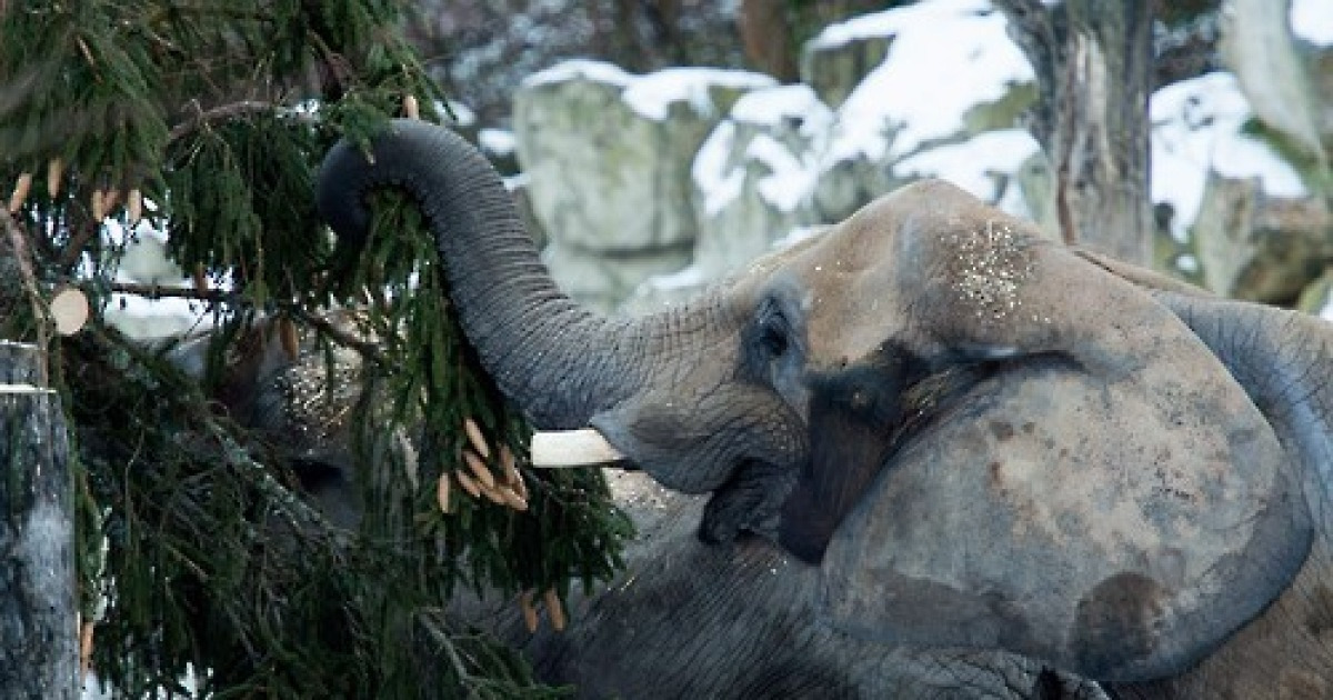 AUSTRIA ZOO ELEPHANTS