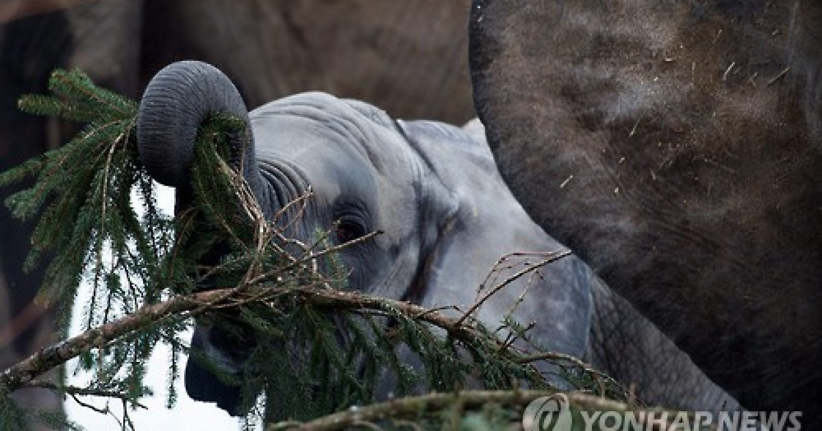 AUSTRIA ZOO ELEPHANTS