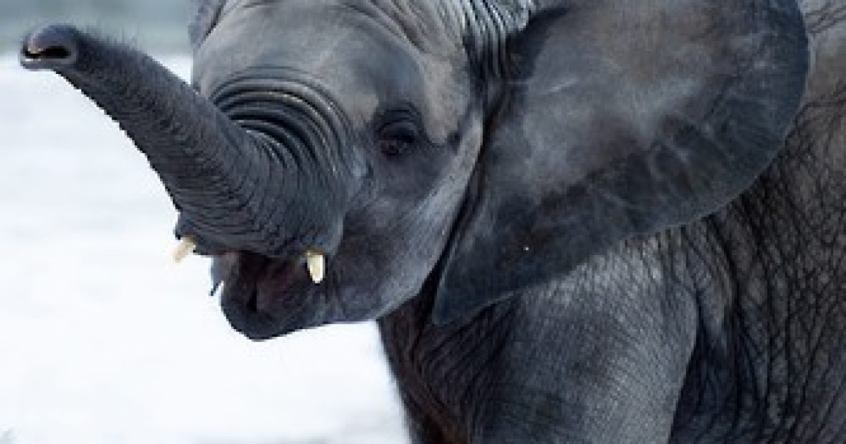 AUSTRIA ZOO ELEPHANTS
