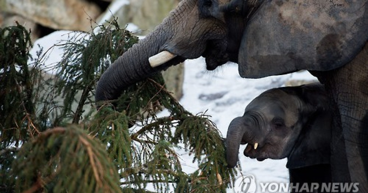 AUSTRIA ZOO ELEPHANTS