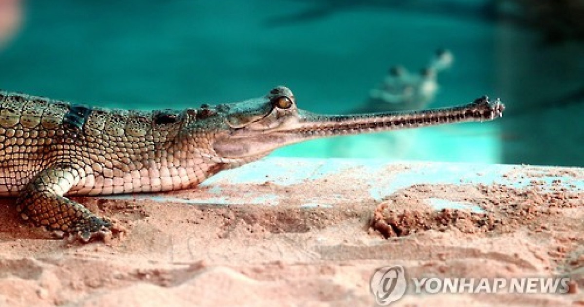 INDIA ANIMALS ALLIGATORS