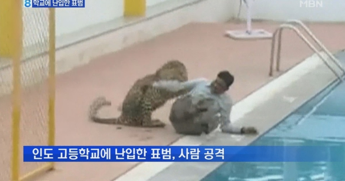 인도 학교에 난입한 야생 표범 6명 부상