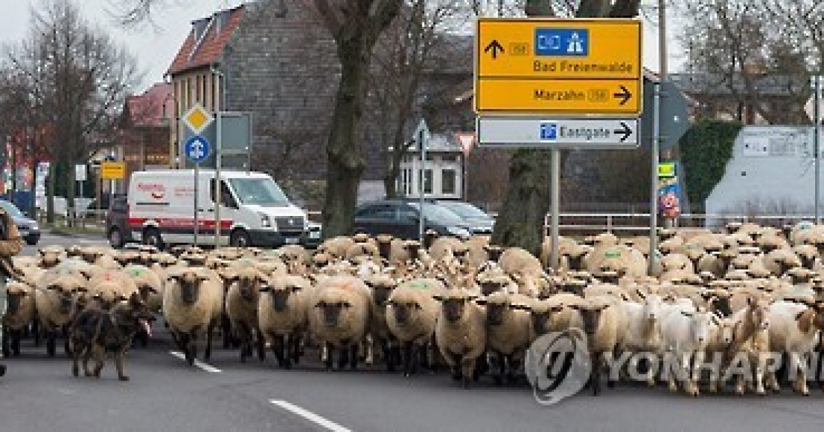 GERMANY CURIOSITIES SHEEP CITY