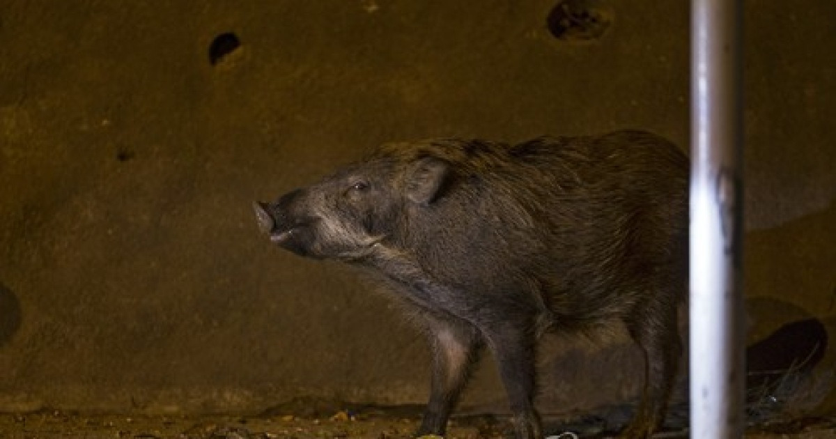 CHINA HONG KONG WILD PIGS
