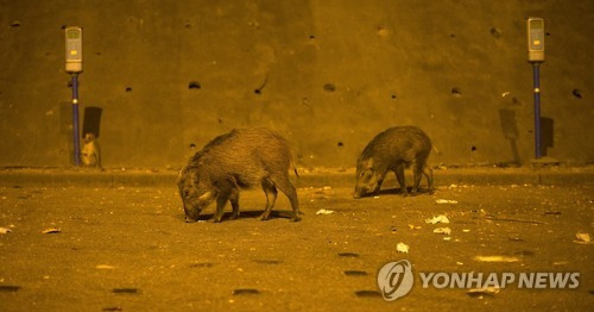 CHINA HONG KONG WILD PIGS